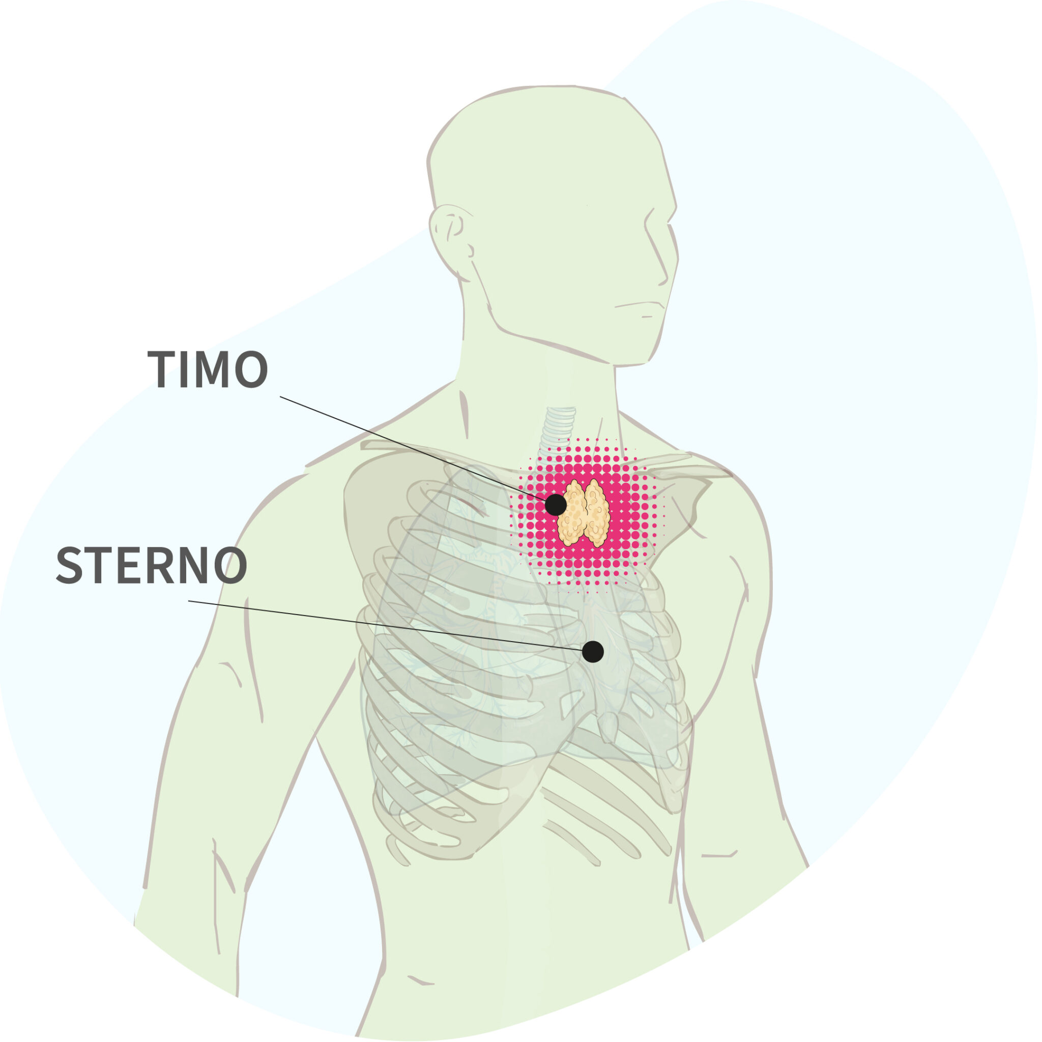 Cos'è il timo? - TUTOR Tumori
